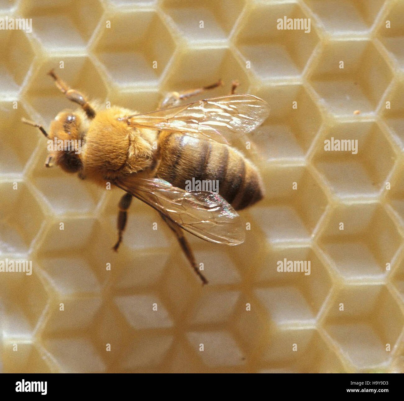 A close-up of a honeybee’s honeycomb, showcasing the important role of ...