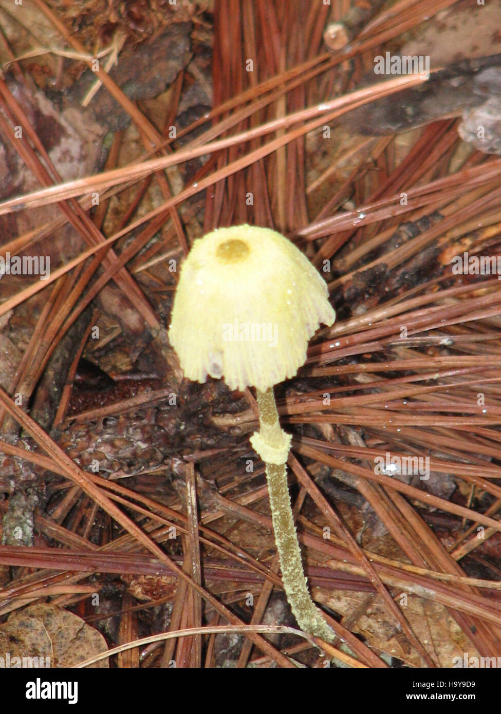 Congaree National Park in South Carolina is a biodiversity hotspot ...