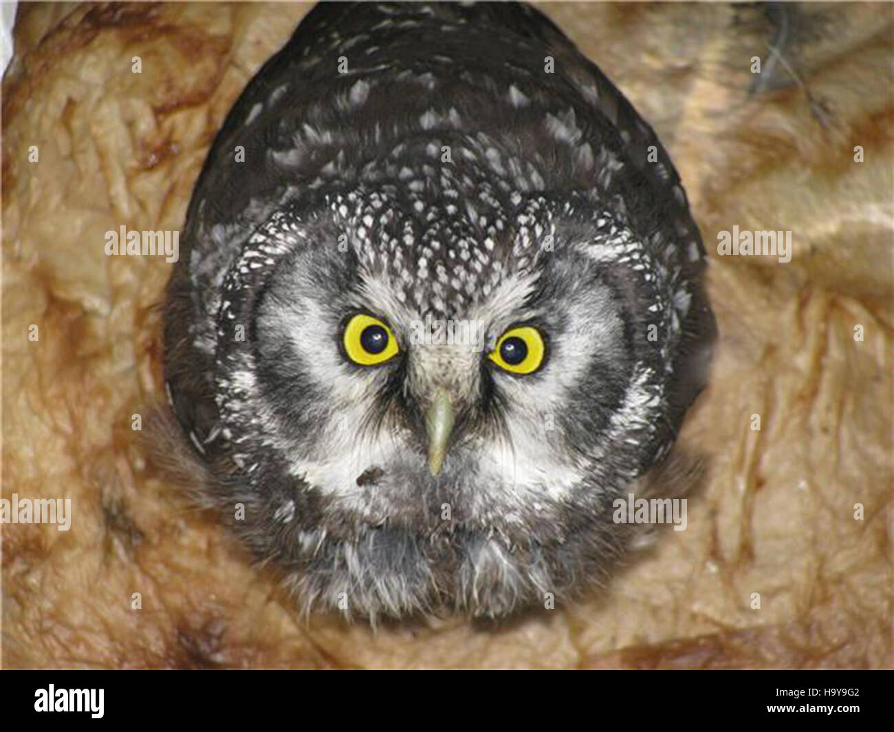 A trapped owl, encountered in a USDA wildlife protection program ...