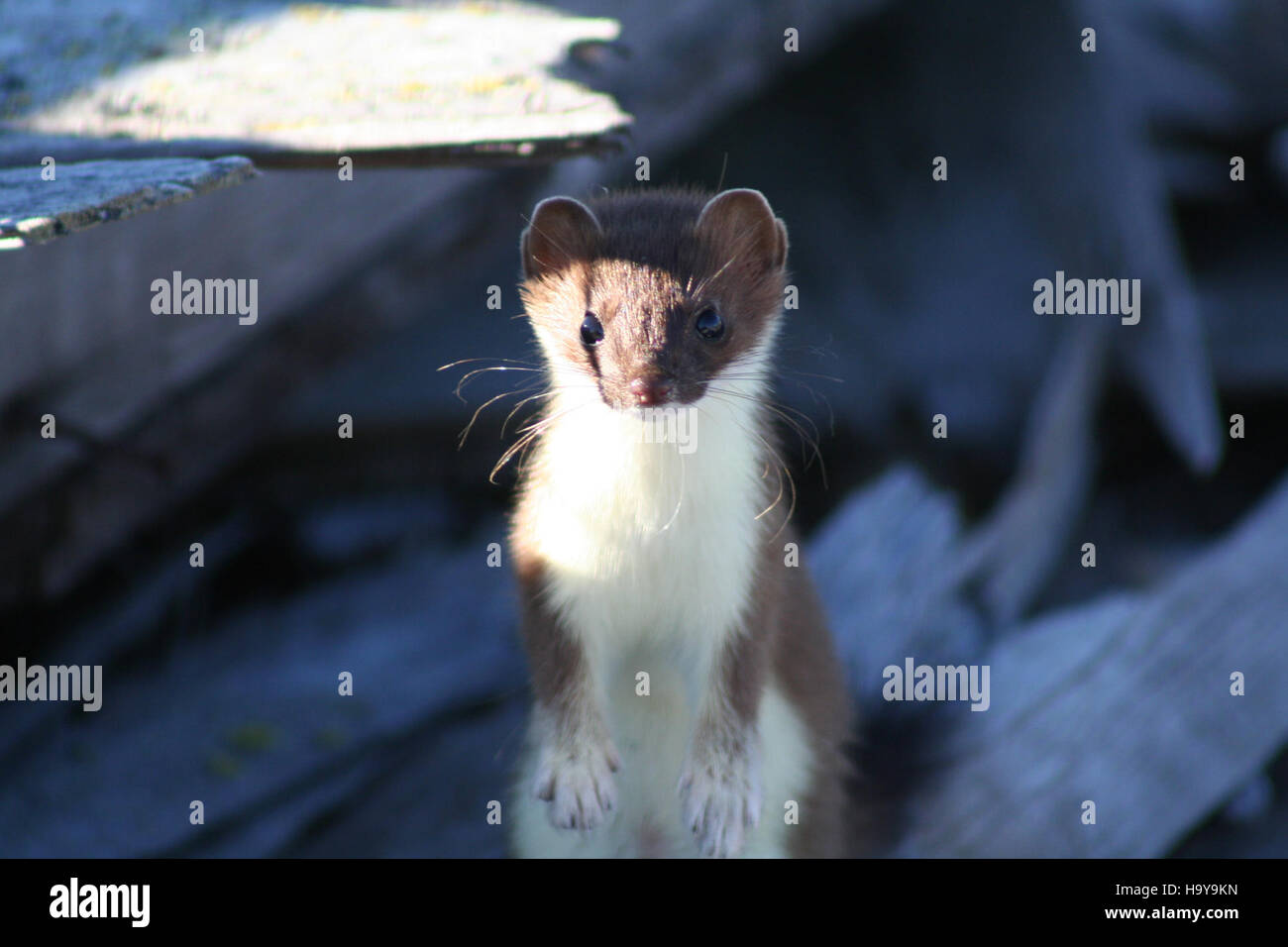 A short-tailed weasel, photographed at the Bering Land Bridge National ...