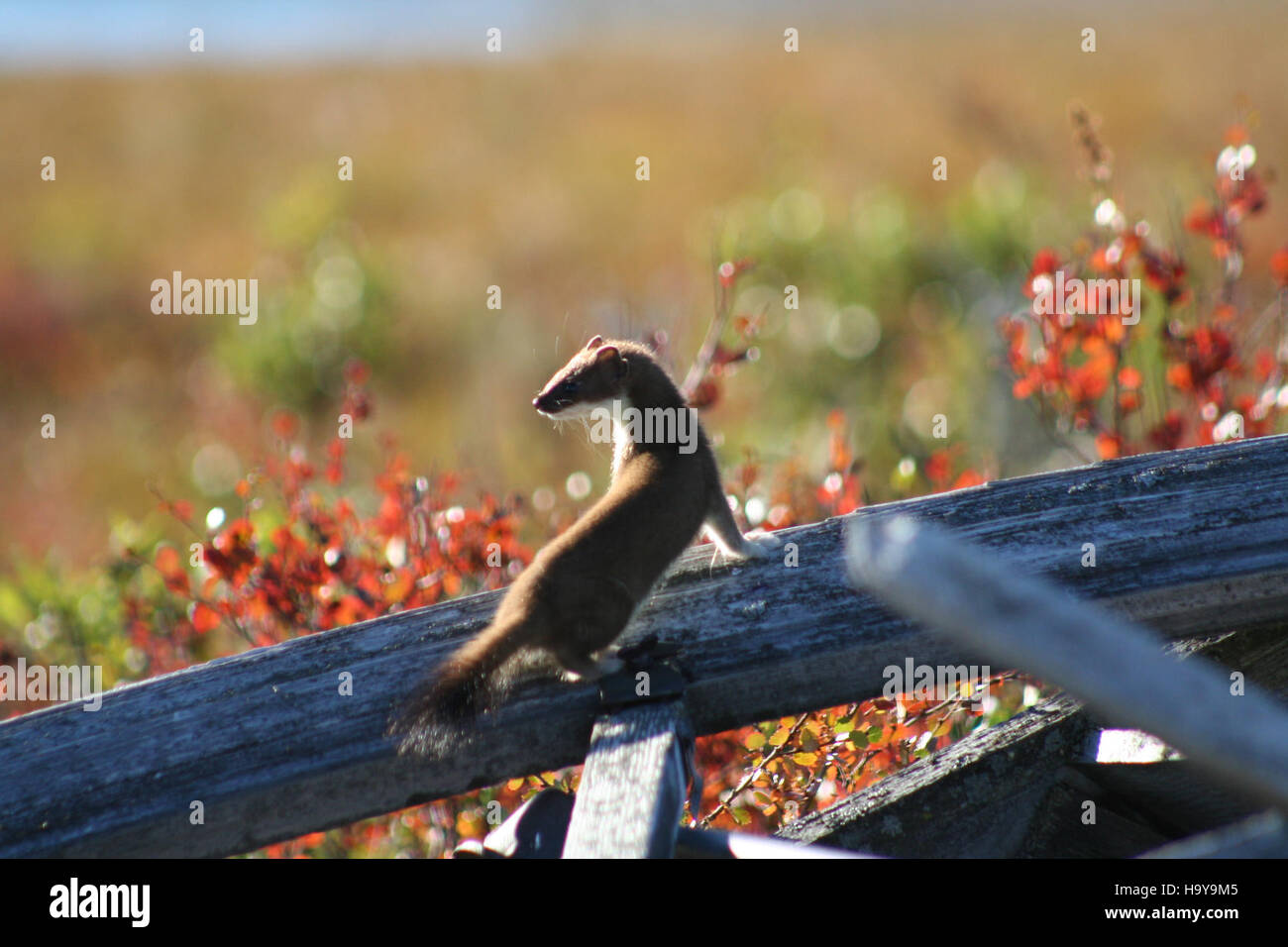 An ermine (short-tailed weasel) is captured in the Bering Land Bridge ...