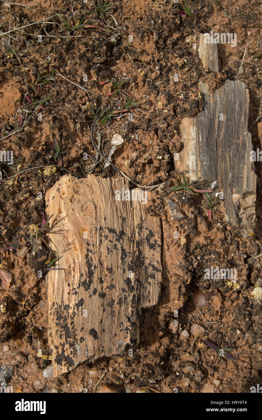 A photo of petrified wood preserved in a national park, showcasing the ...
