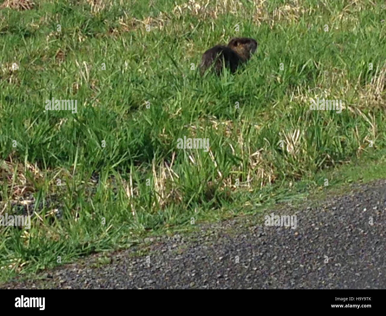 The USDA and APHIS are actively working on the eradication of the ...