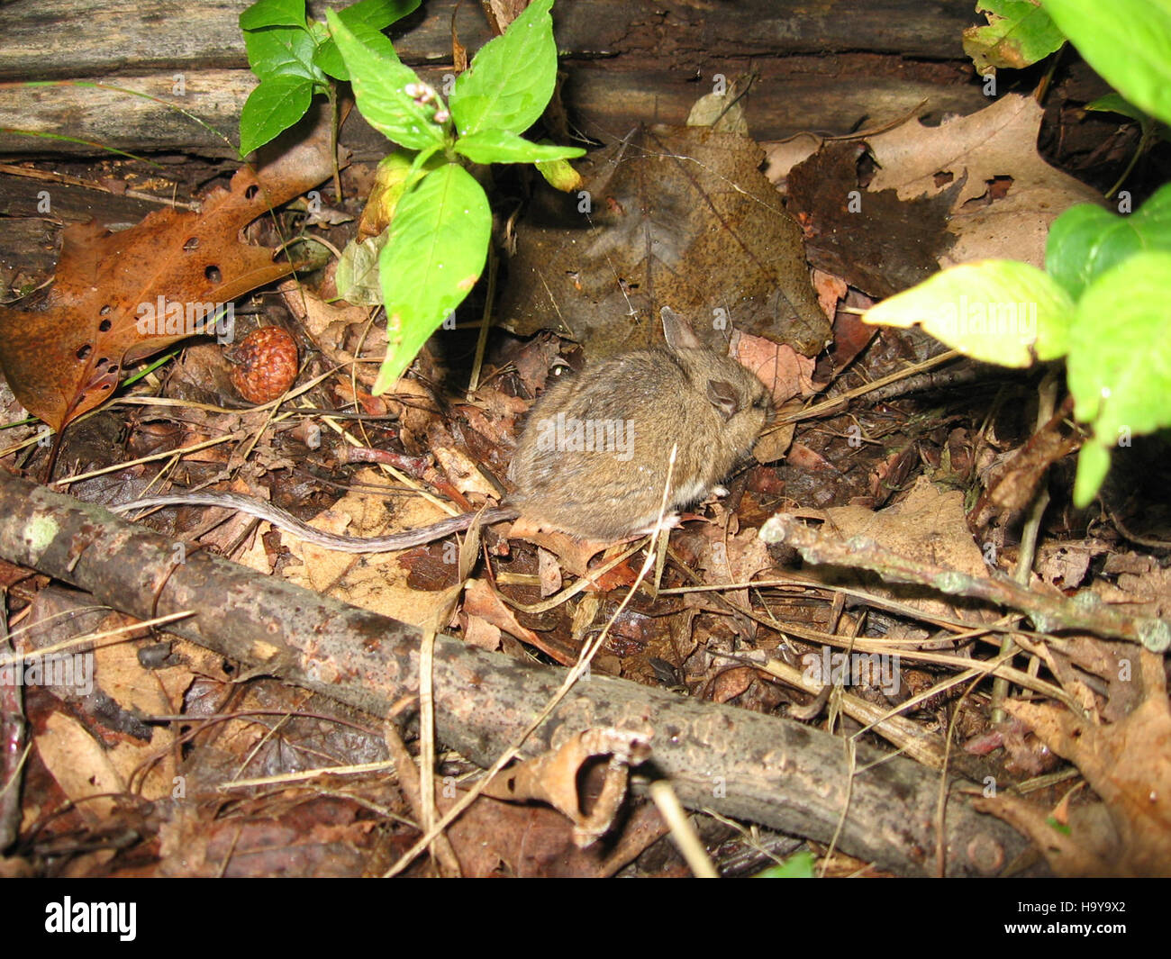 snpphotos 6965121789 Woodland Jumping Mouse Stock Photo - Alamy