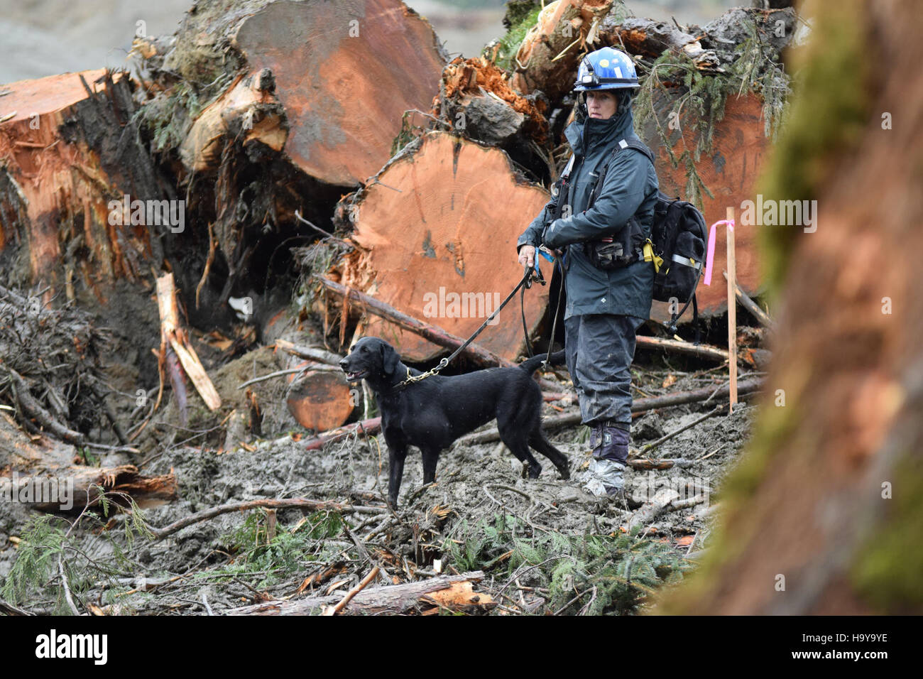 A USDA disaster response dog assists in the search and rescue efforts ...