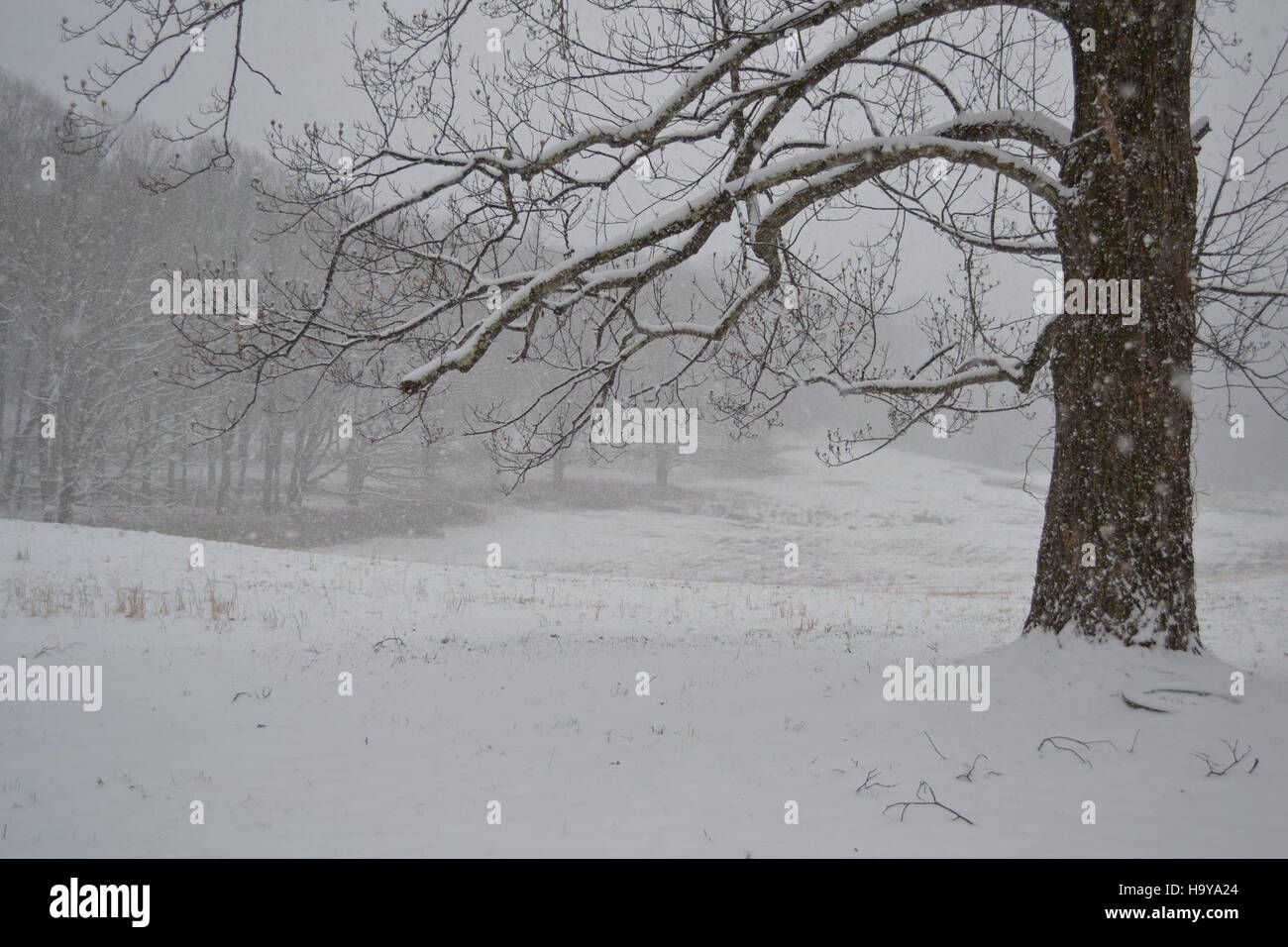 This image captures gentle snowfall on a meadow along the Parkway ...