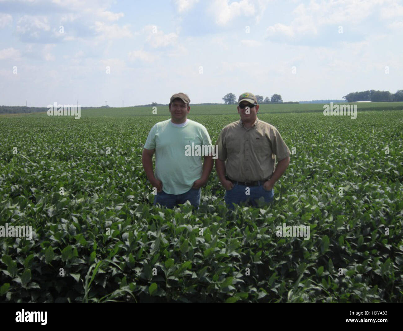 This USDA image depicts Anderson Soybean crops, showing the growth and ...