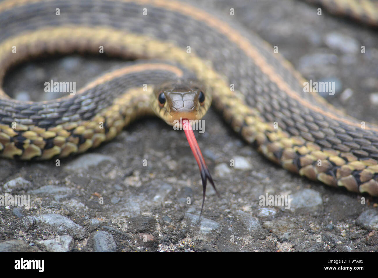 This photograph shows a Garter Snake with its tongue extended, taken at ...