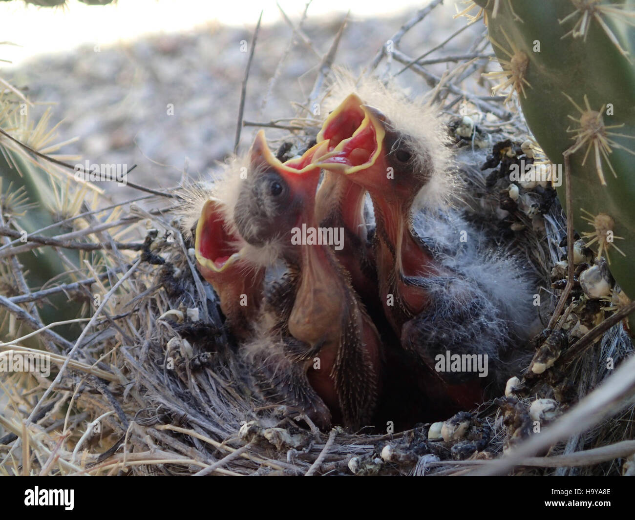 House Finch nestlings, captured in a natural setting, depict the early ...