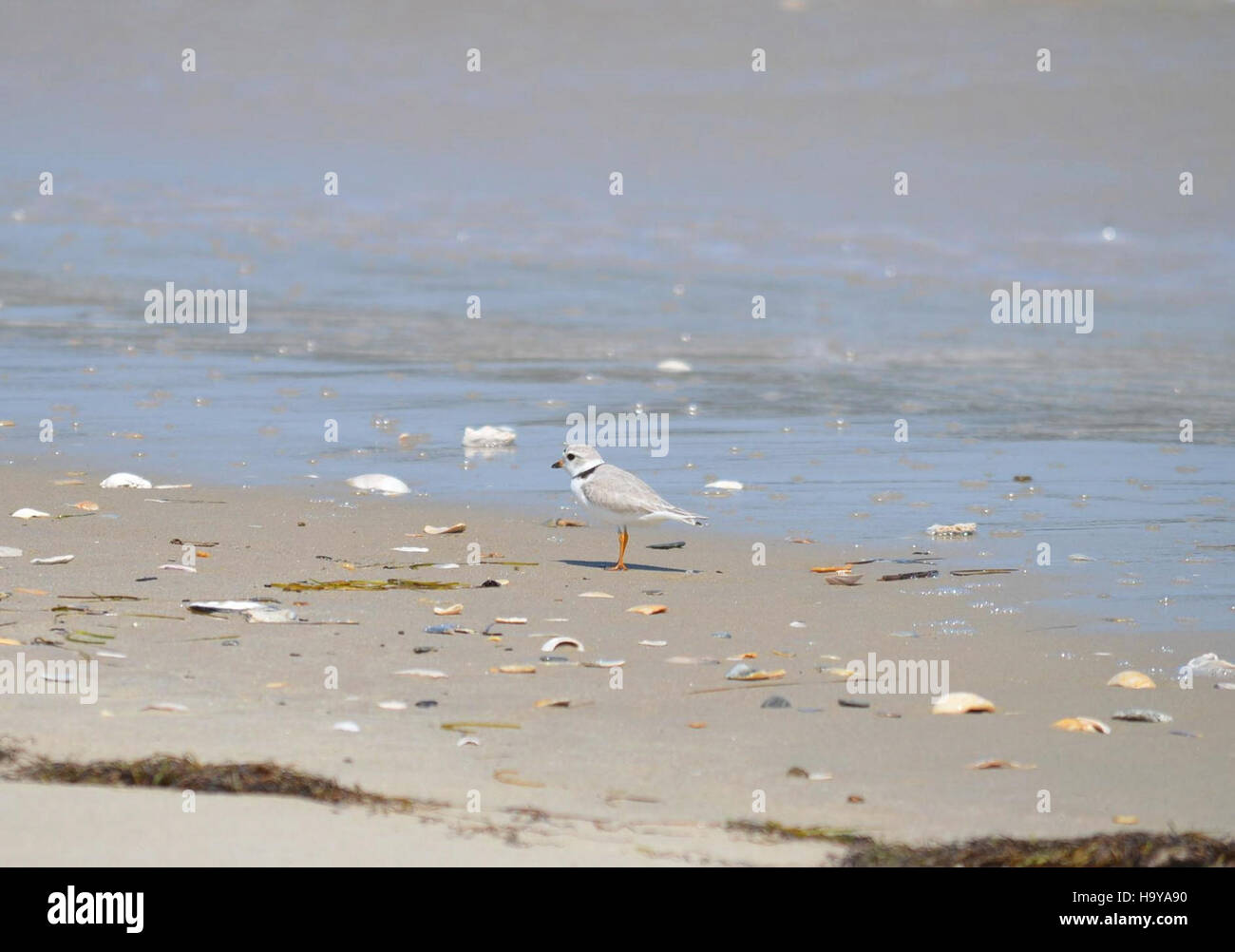This photograph captures a Piping Plover on the beach at Bodie Island ...