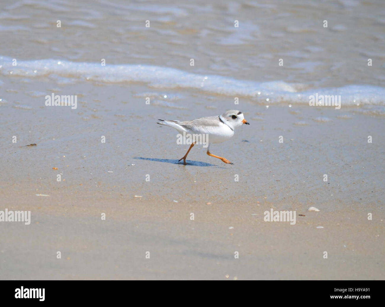 The Piping Plover, a protected species, is spotted on the beach at ...