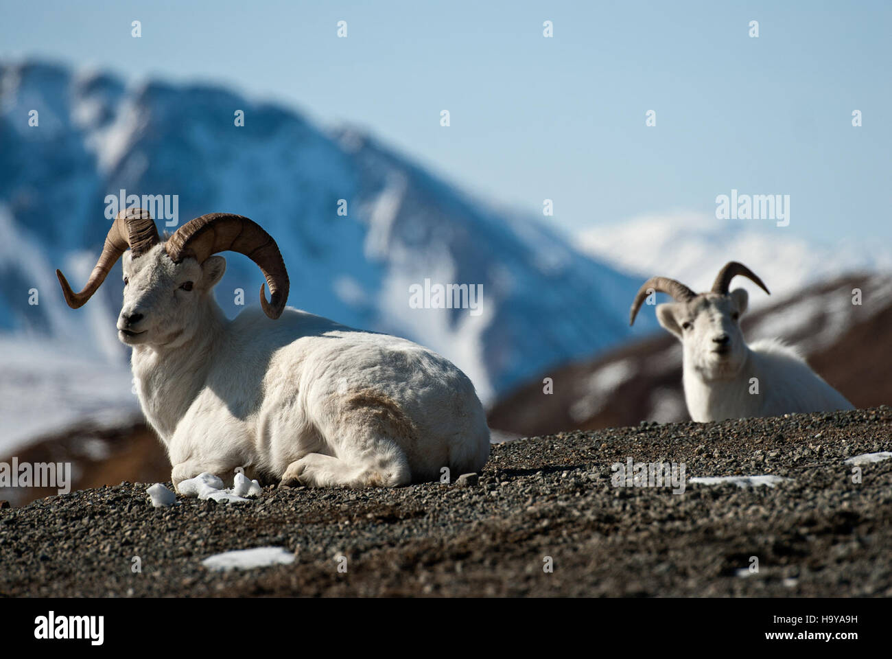 Dall sheep native alaska hi-res stock photography and images - Alamy
