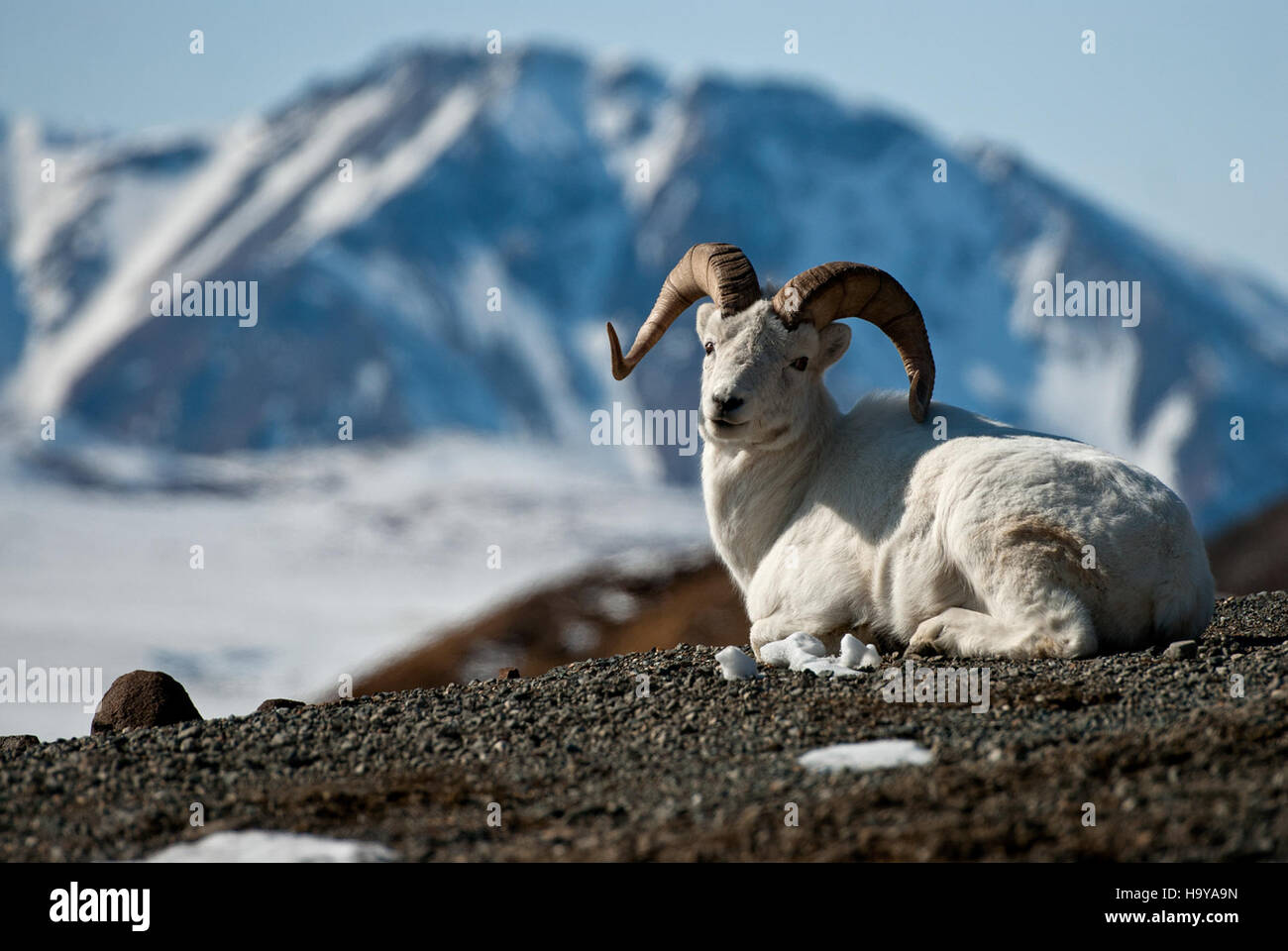 This photograph features a Dall sheep in Denali National Park, Alaska ...