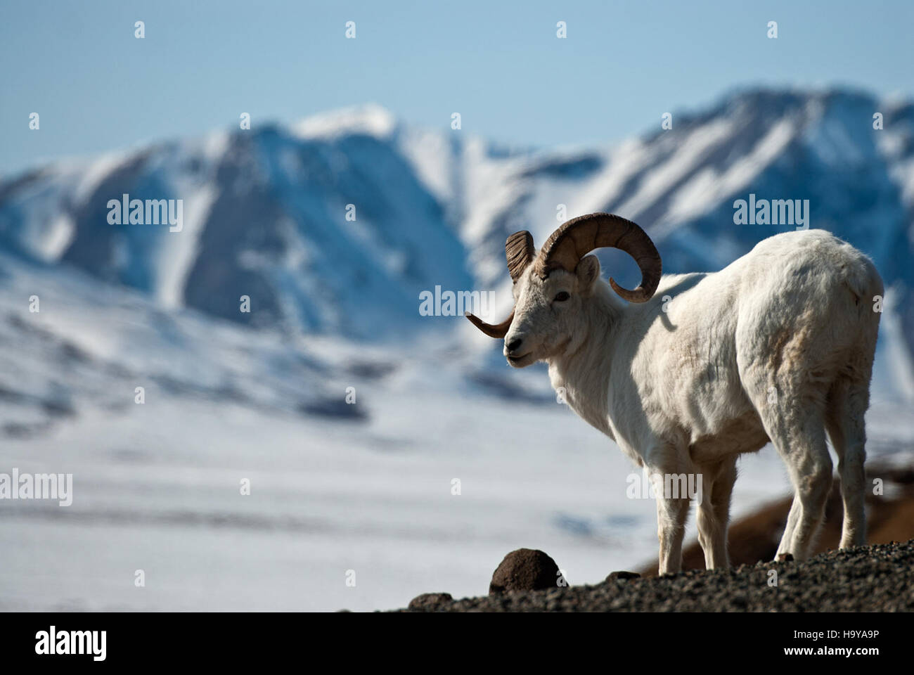 A photograph of Dall Sheep in Denali National Park, Alaska, showcasing ...