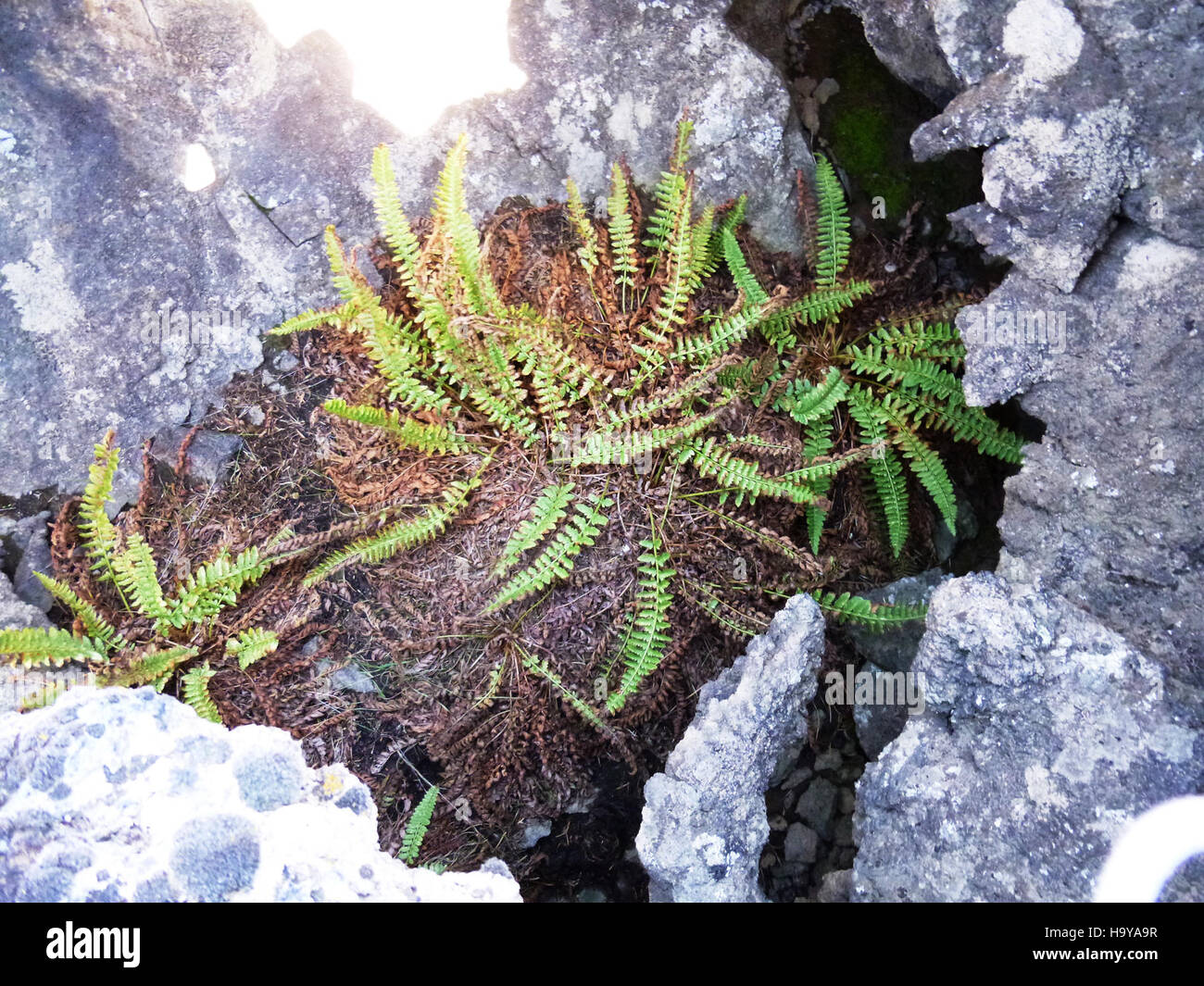 This photograph shows ferns growing in a crack in the surface of the ...