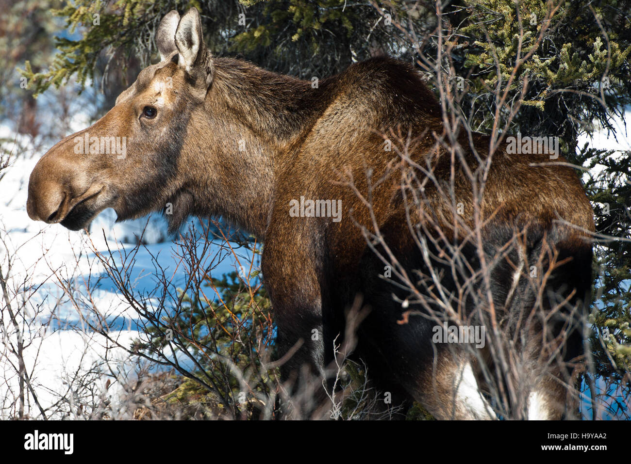 The image captured by Denali National Park shows a moose in the wild ...