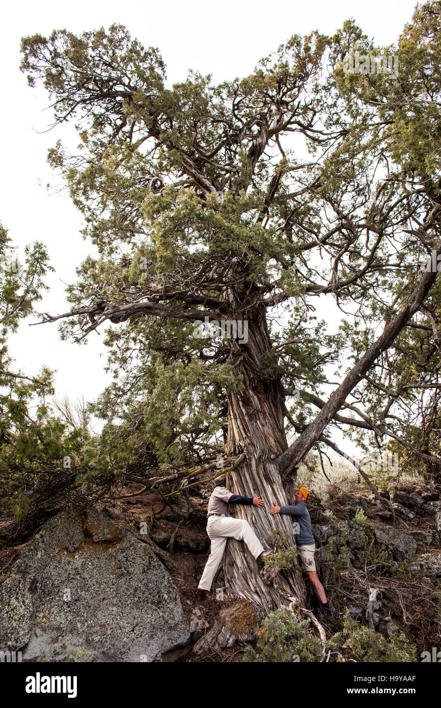 A photograph of ancient juniper trees in the Craters of the Moon ...