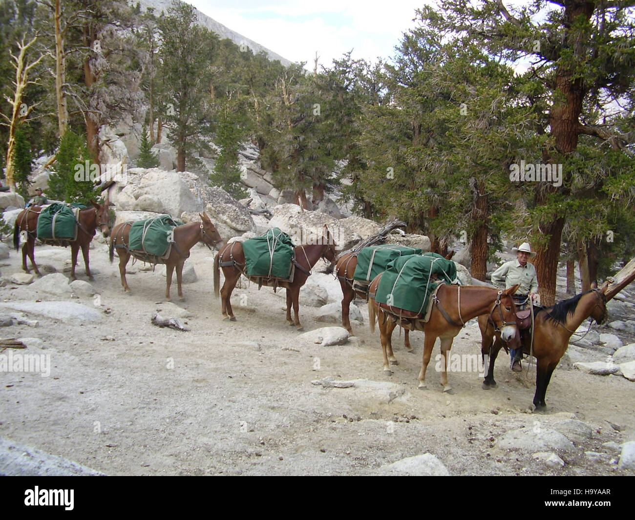 Mule pack train hi-res stock photography and images - Alamy