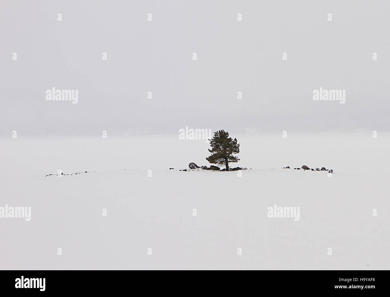 This image shows Carrington Island in Yellowstone Lake, a prominent ...