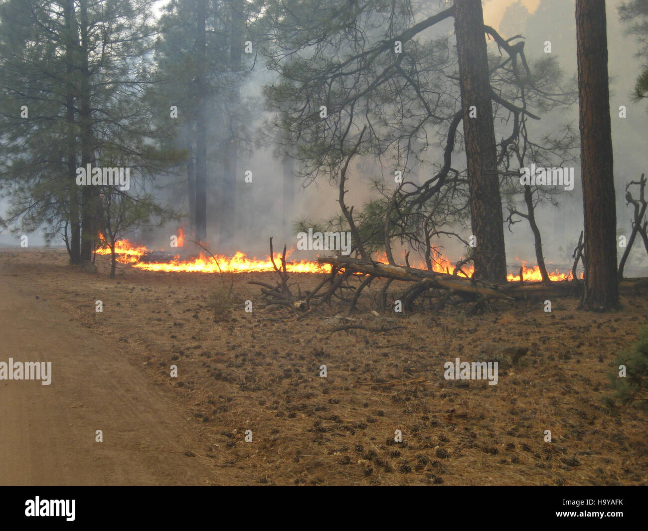 A photo documenting a firefighter from the 'Fire Skunk' team ...