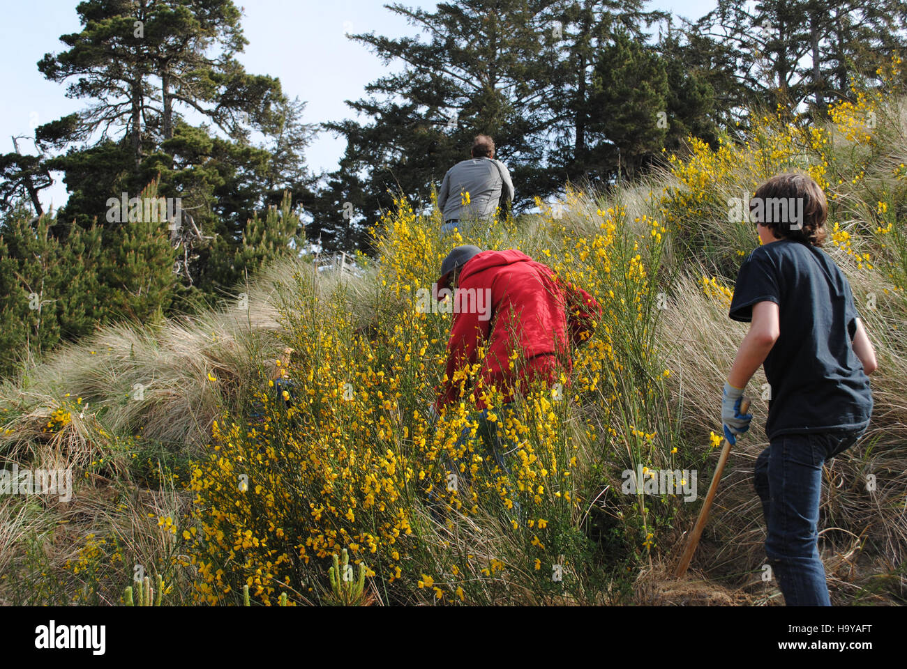This image captures the scenic beauty of the Oregon Dunes, highlighting ...