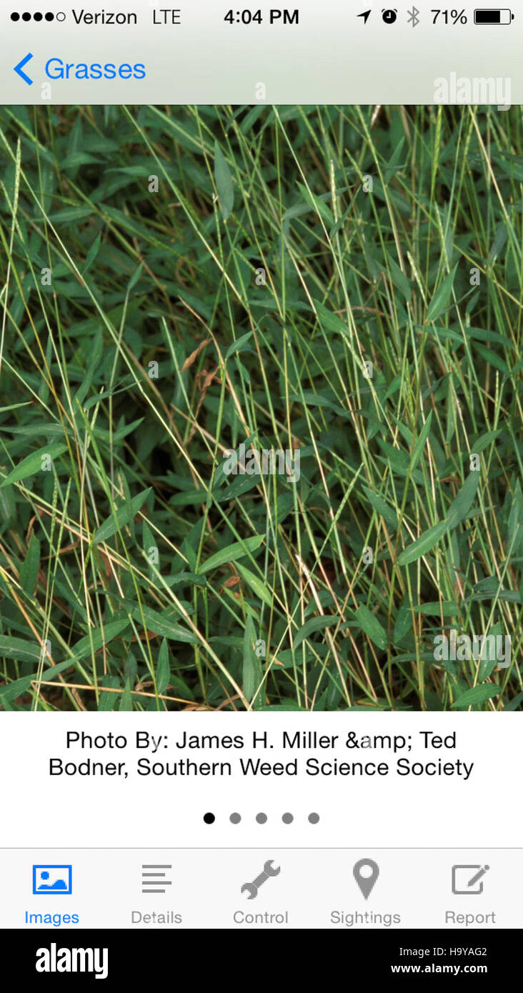 Japanese Stilt Grass, an invasive species, is documented in this USDA ...