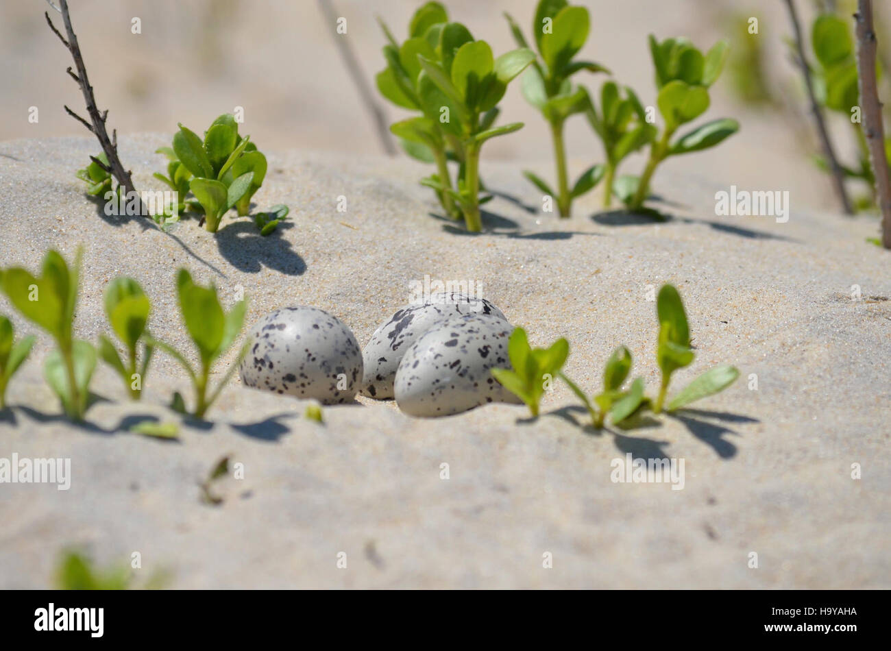 This photograph shows American Oystercatcher eggs in a nest at Cape ...