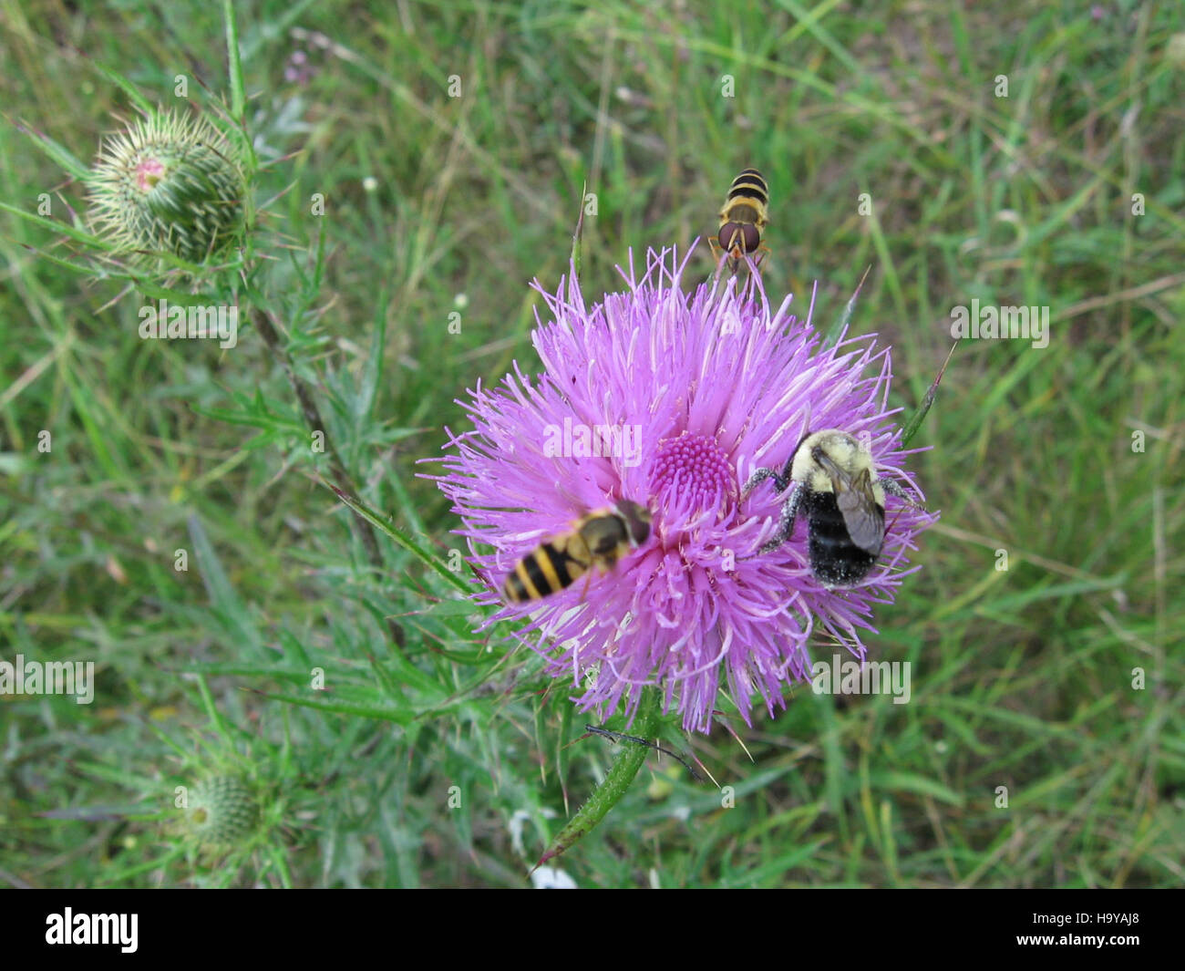 This image captures a bee and bee flies on a thistle plant, showcasing ...