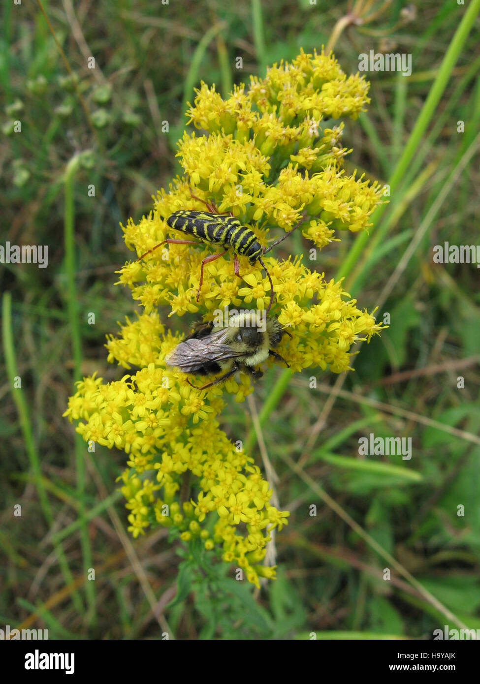 This photograph captures a Locust Borer beetle and a bee on goldenrod ...