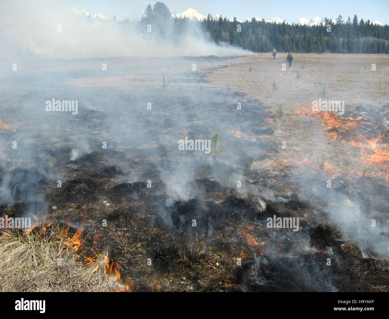 Grassland fire regrowth hi-res stock photography and images - Alamy