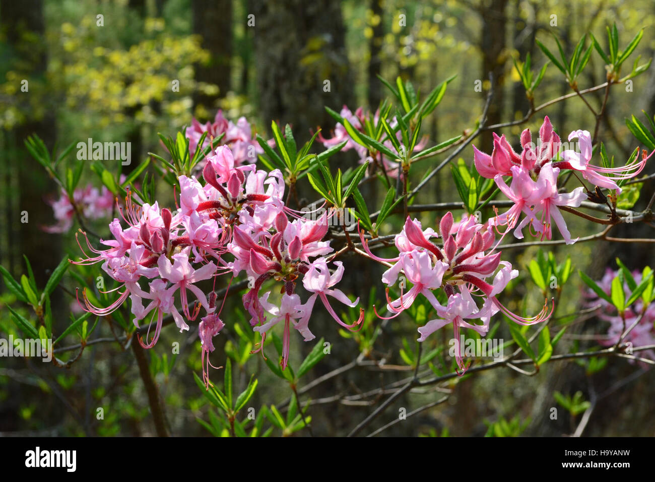 The Pinkster flowers blooming along the Blue Ridge Parkway in May 2014 ...