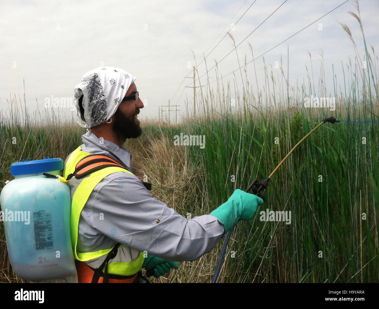 This image shows the effort to control invasive Phragmites at Cape ...