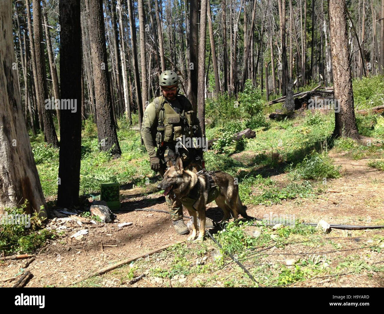 A U.S. Department of Agriculture (USDA) working dog, identified as K9 2 ...