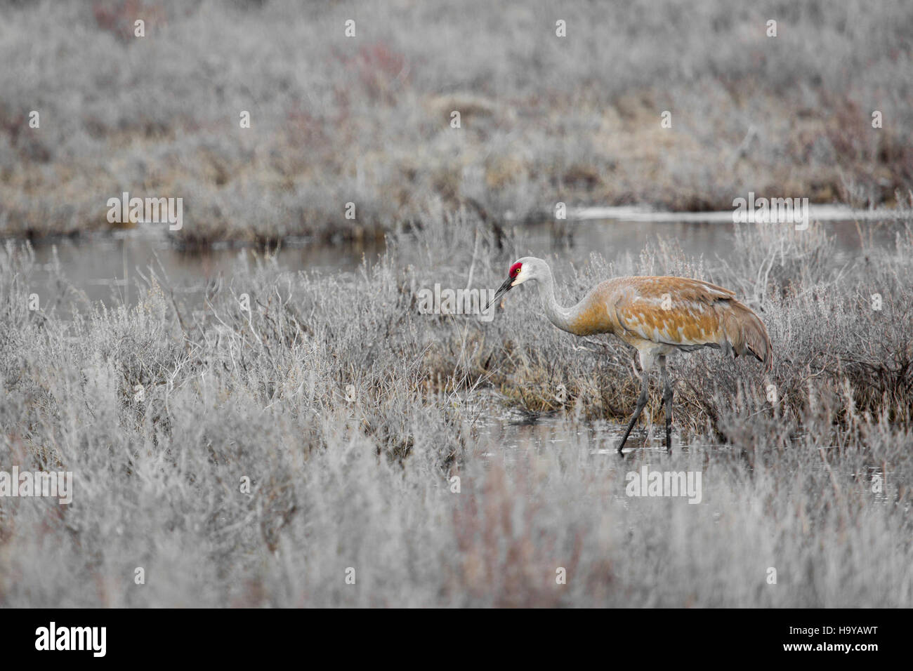 A Sandhill Crane is captured in this photograph taken at Yellowstone ...