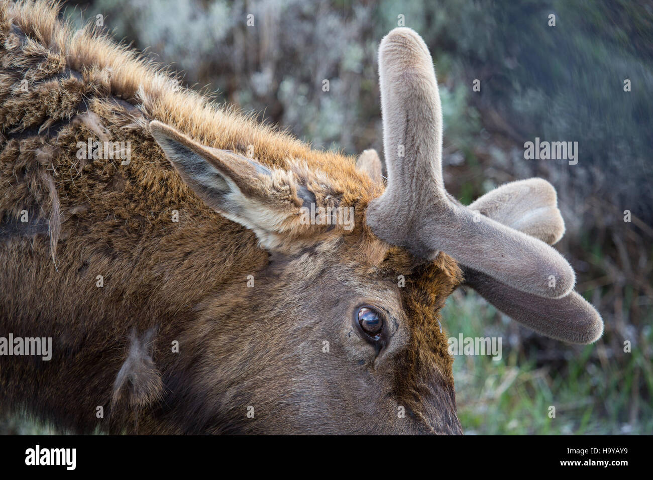 Annual growth cycle of antlers hi-res stock photography and images - Alamy