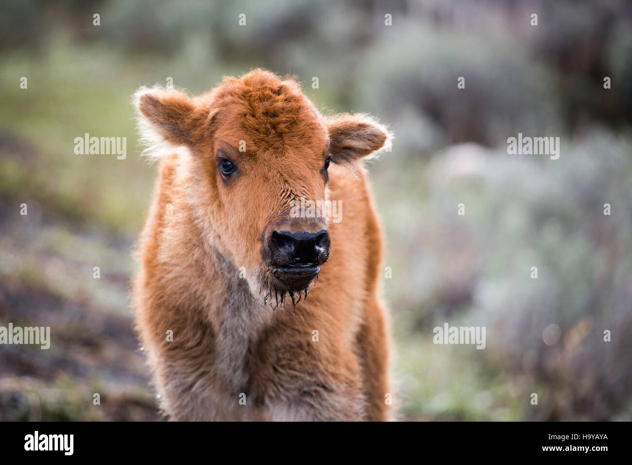 This image shows a young bison calf in Yellowstone National Park ...
