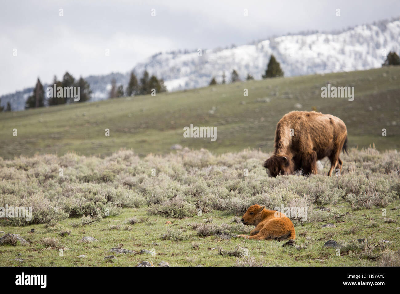 This photo captures a cow bison and her calf in the wild, located in ...