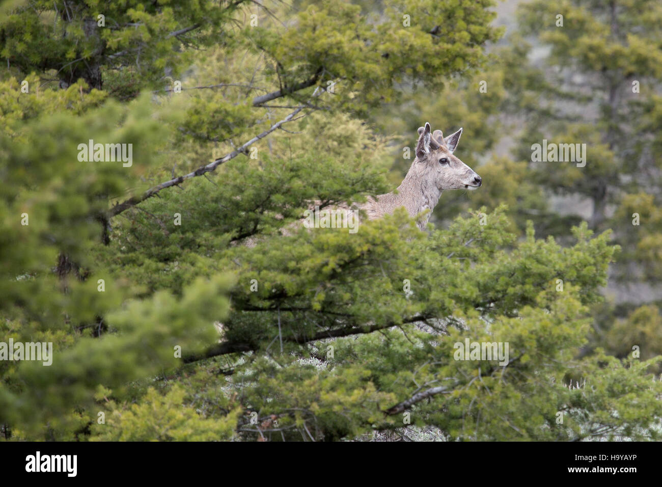 This photograph captures a buck mule deer in Yellowstone National Park ...