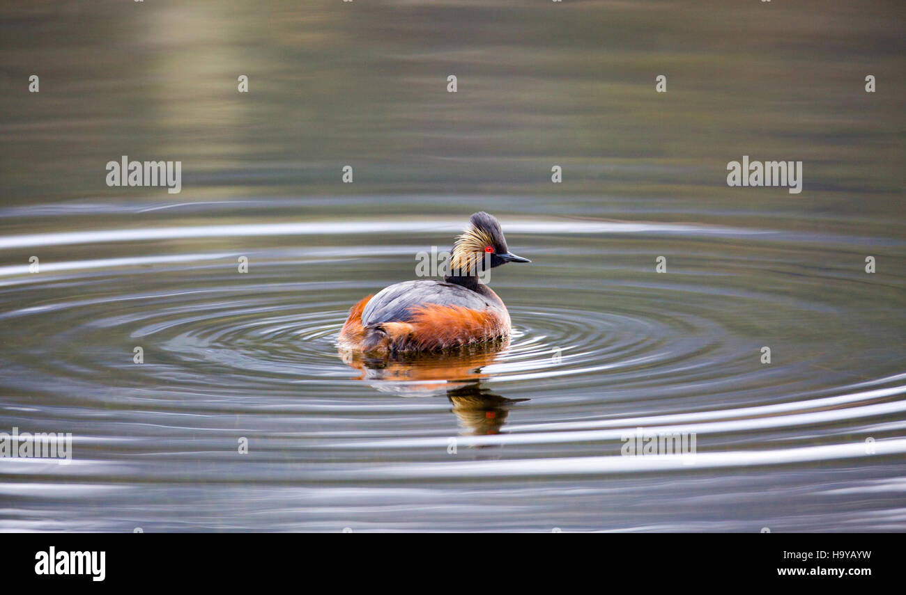 A photo of an Eared Grebe (Podiceps nigricollis) in Yellowstone ...
