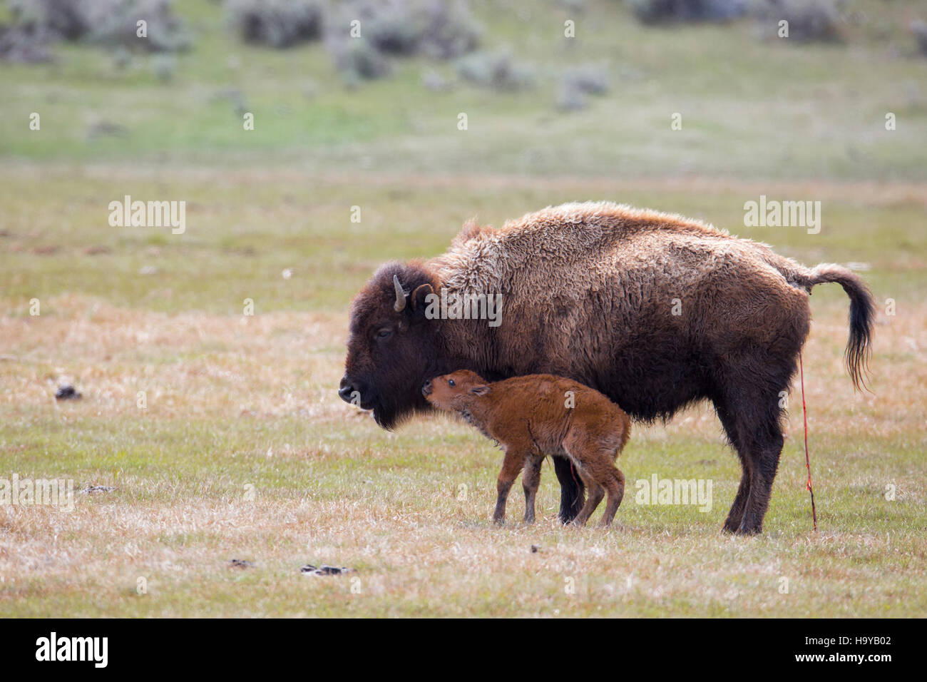 A newly born bison calf and its mother in Yellowstone National Park ...