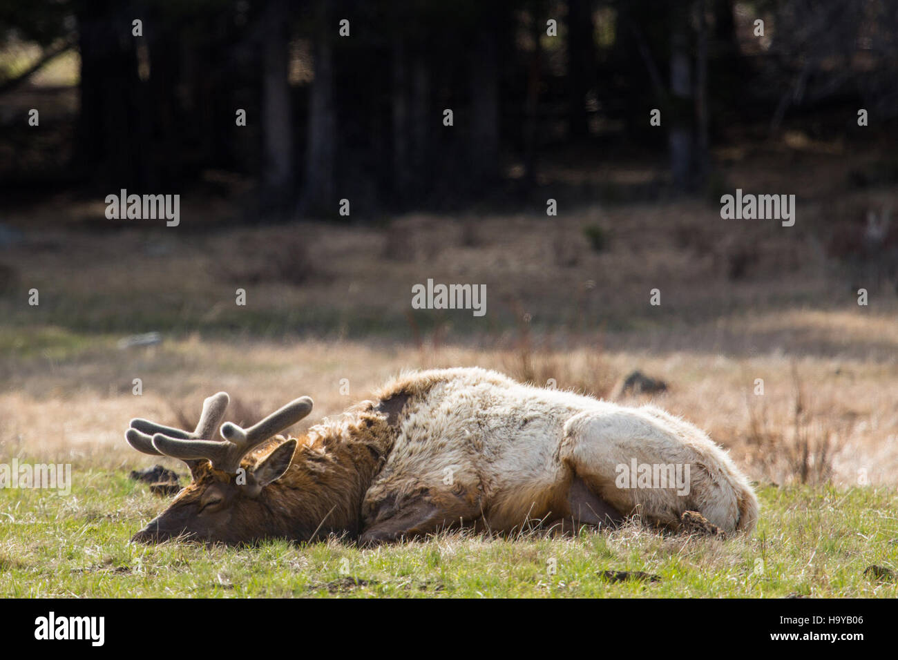 A bull elk is photographed in Yellowstone National Park, showcasing the ...
