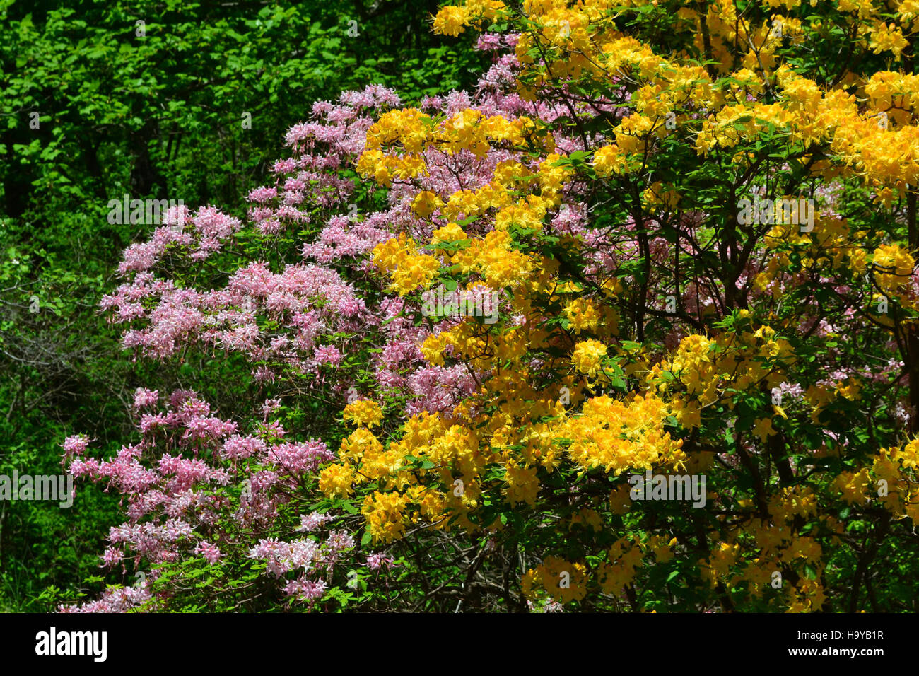 Peaks of otter hi-res stock photography and images - Alamy