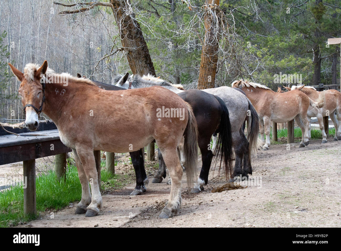 This image showcases the use of pack animals in Glacier National Park ...