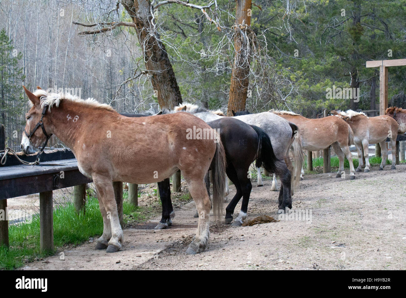 National Park Service pack animals are used in Glacier National Park ...