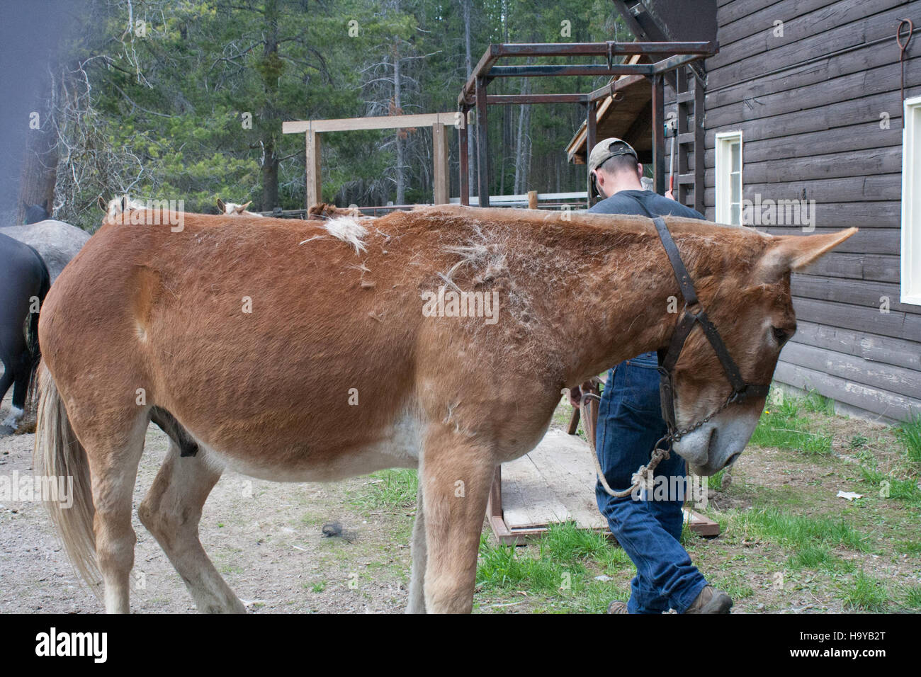A pack animal is used in Glacier National Park to help transport ...
