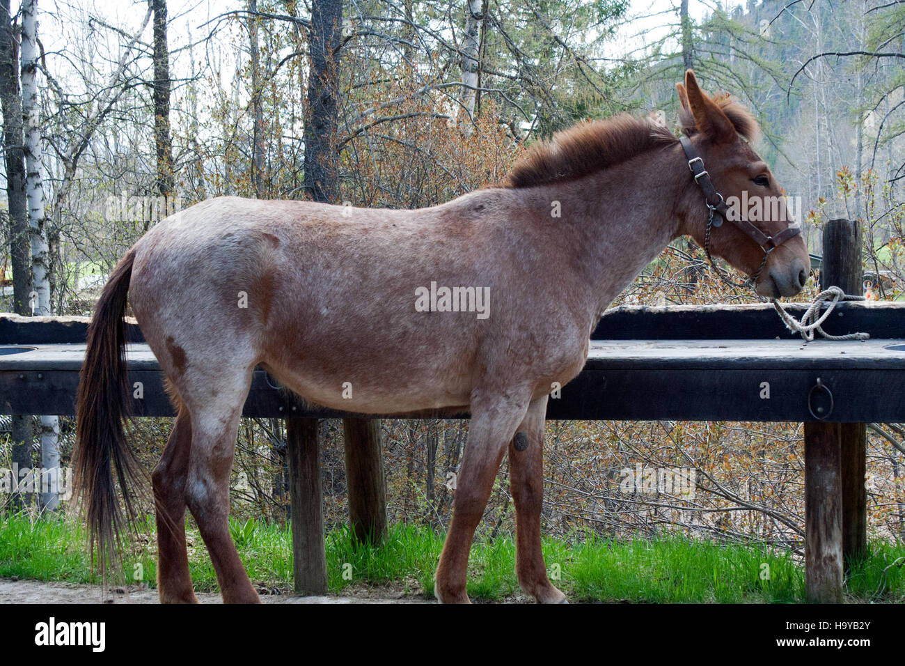 A pack animal is seen in Glacier National Park, where it is used for ...
