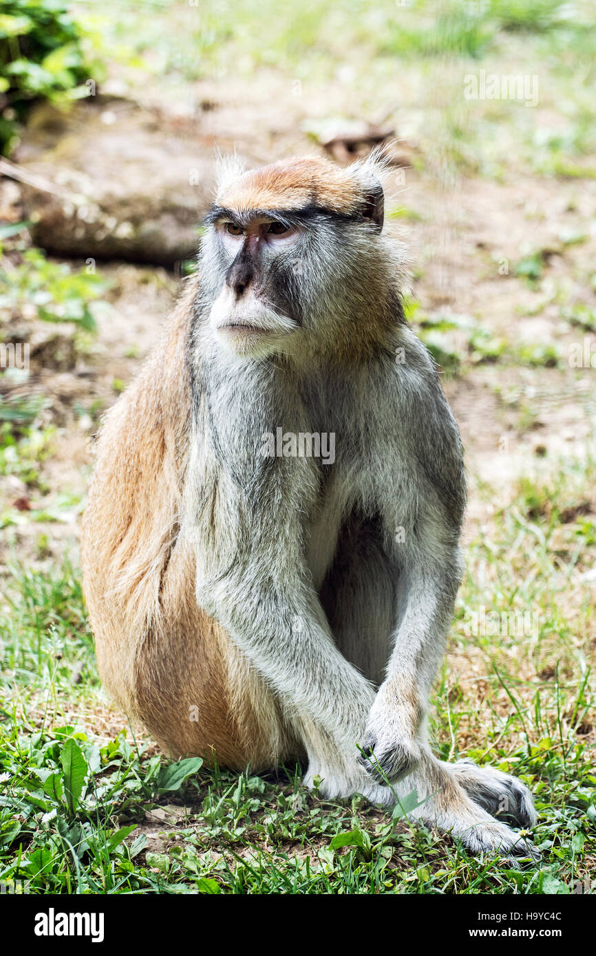 Patas monkey - Erythrocebus patas, also known as the wadi monkey or ...