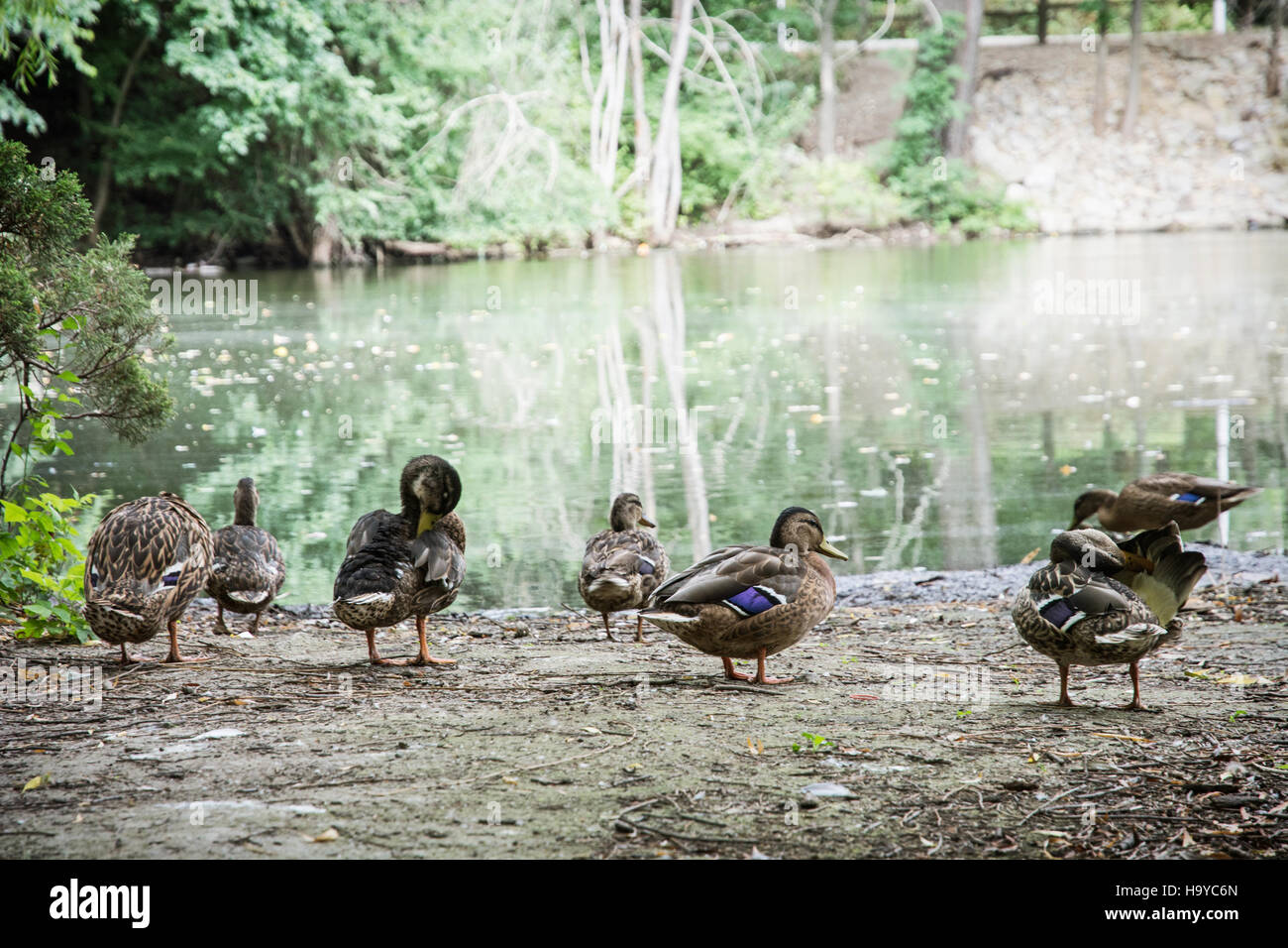 Group of wild mallard ducks on the lake shore. Animal scene. Beauty in ...