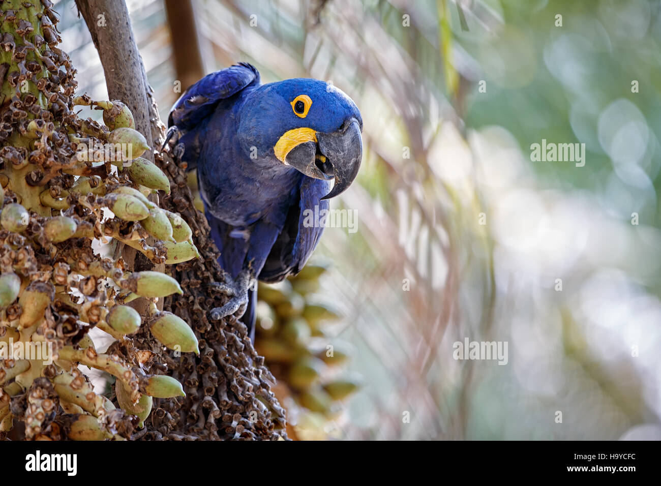 hyacinth macaw on a ground in the nature habitat, wild brasil ...