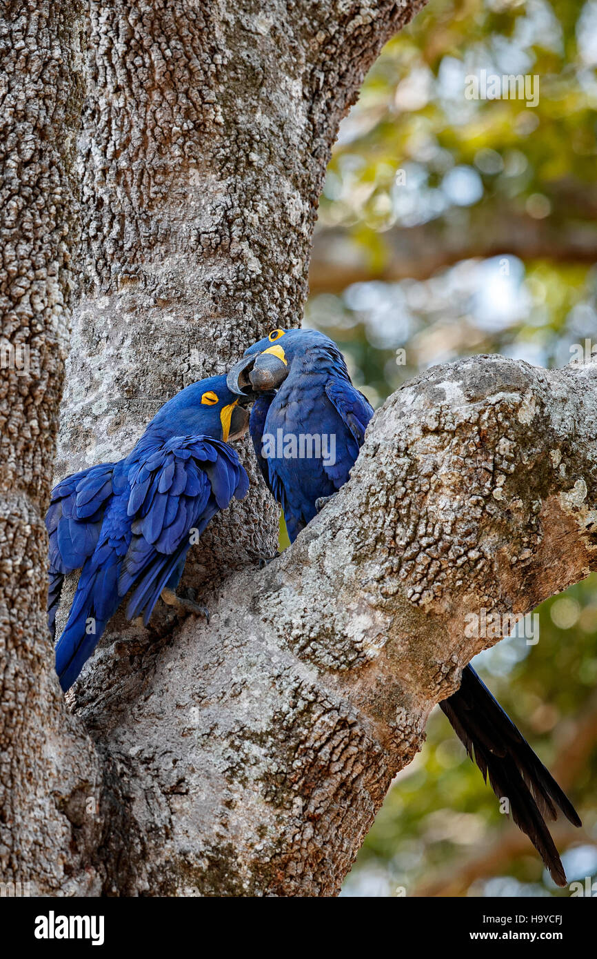 Magic parrot hi-res stock photography and images - Alamy